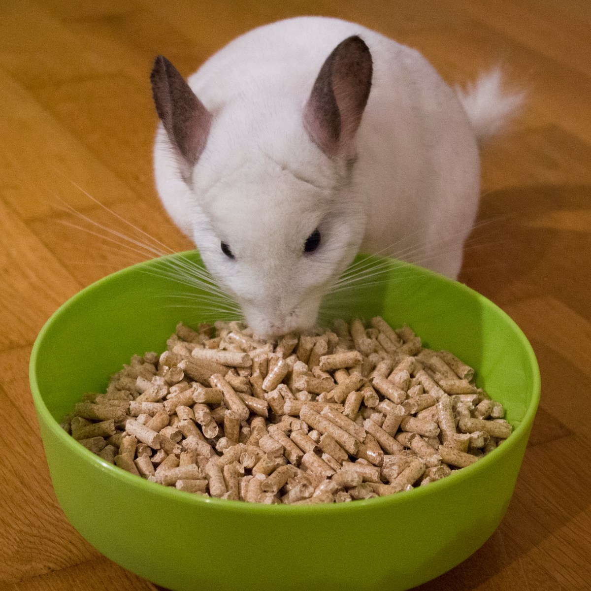 Stelja – Svet činčil